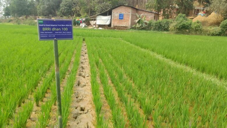 Comparative Performance Analysis of Modern Rice Varieties: Insights ...